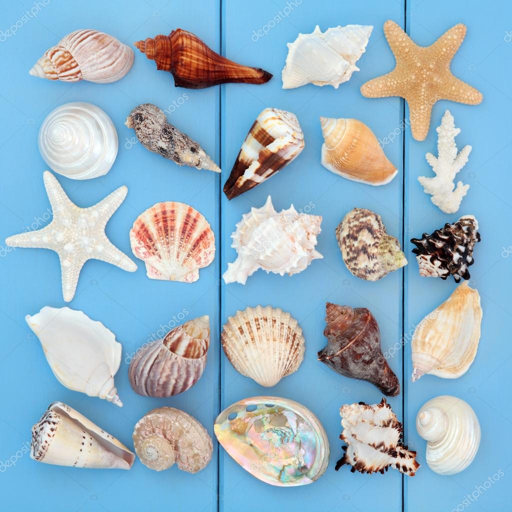 Seashell Collage Stock Photo by ©marilyna 54853505