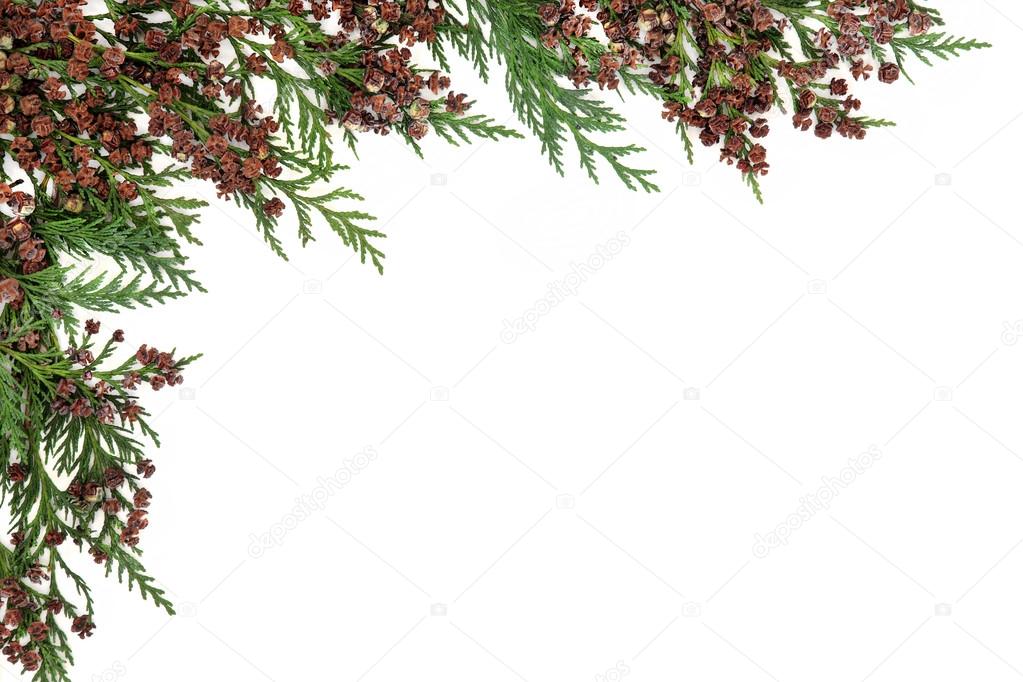 Cedar Cypress Leyland Border Stock Photo by ©marilyna 76459013