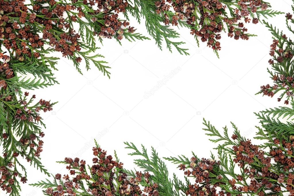 Cedar Cypress Border Stock Photo by ©marilyna 84796702