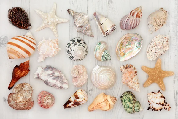 Seashell collection — Stock Photo © alexraths #13359007