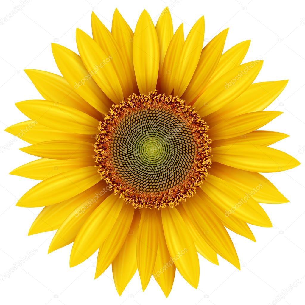 Sunflower — Stock Vector © cobalt88 #81450832