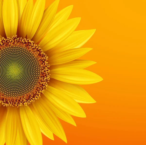 Sunflower, high quality vector illustration Stock Vector Image by ...