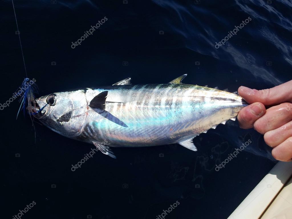 Blue fin bluefin tuna catch Stock Photo by ©lsantilli 112189500