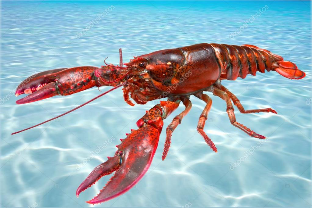 Świeży czerwony homar w wodzie — Zdjęcie stockowe © lsantilli #94768078