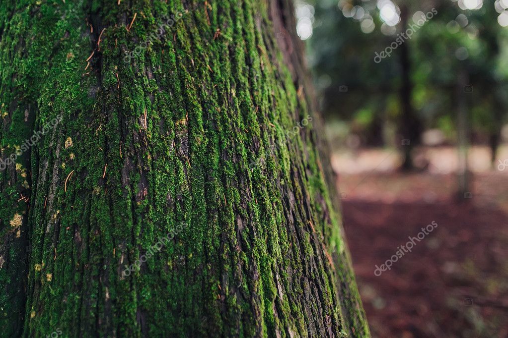 Texture background, bark of tree with green moss Stock Photo by ...