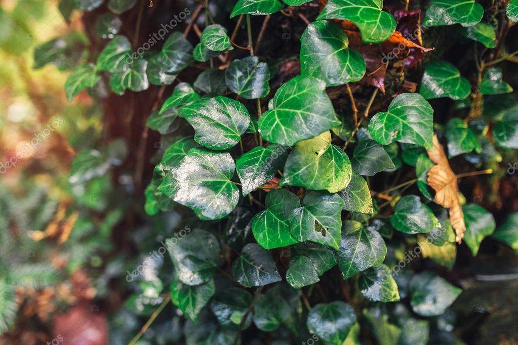 Ivy growing up on a large tree in this Summer woods in Caucasus Stock ...