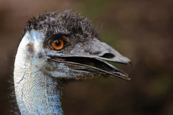 Эмус Stock Photos, Royalty Free Эмус Images | Depositphotos