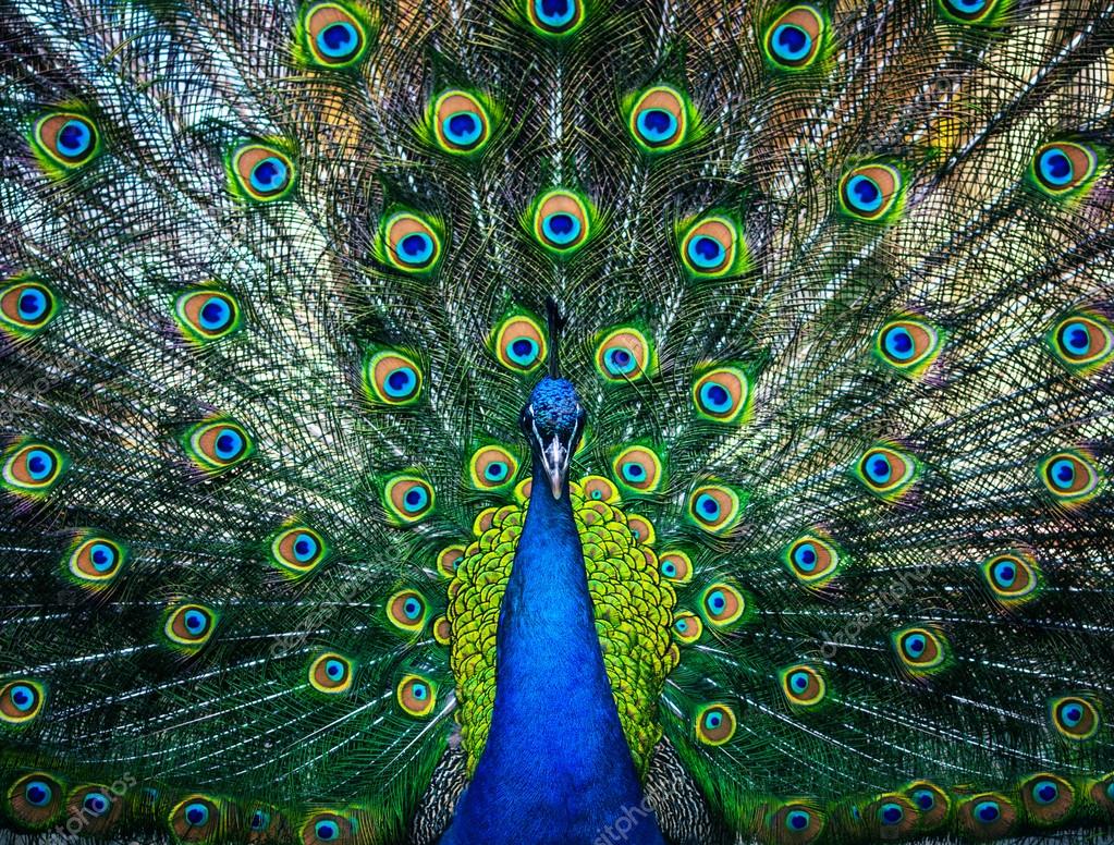 Beautiful peacock — Stock Photo © palinchak #74677433