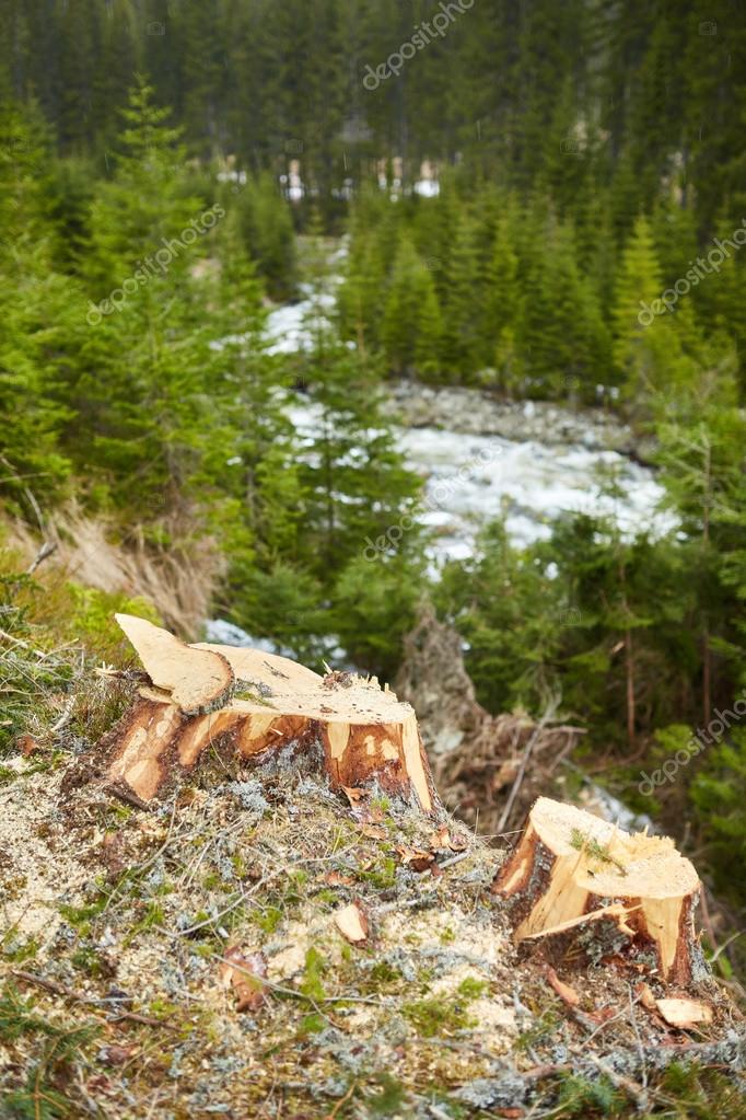 Deforestation in Romania, cutting down forests Stock Photo by ©Xalanx ...