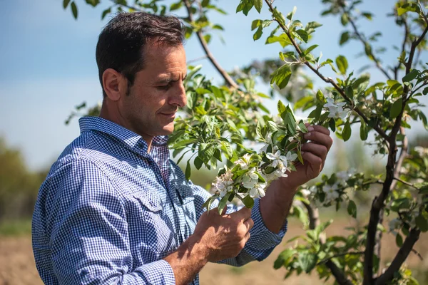 Agronomer Stock Photos, Royalty Free Agronomer Images | Depositphotos