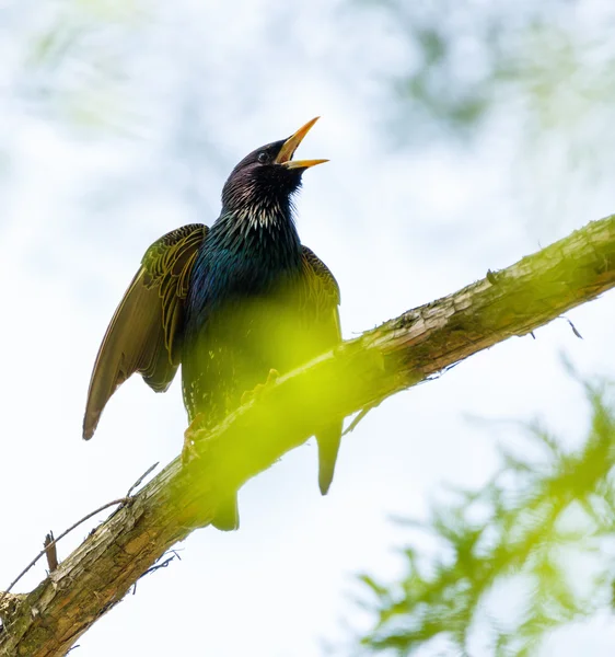 Common starling Stock Photos, Royalty Free Common starling Images ...