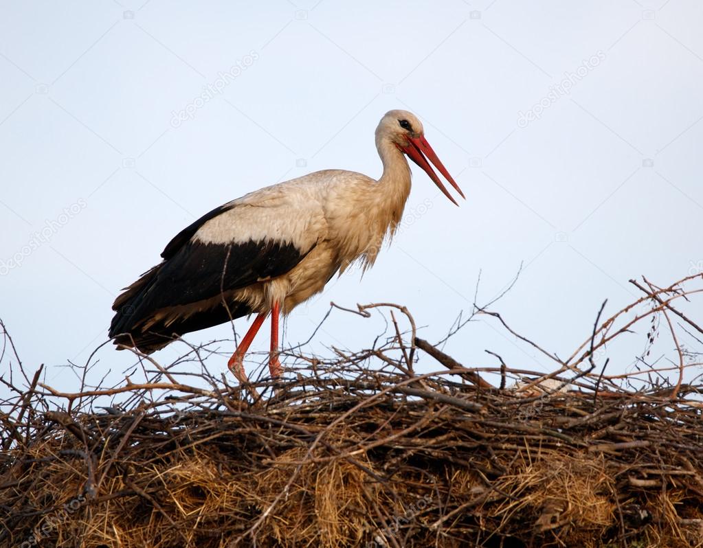 Big stork bird nesting Stock Photo by ©Xalanx 112083768