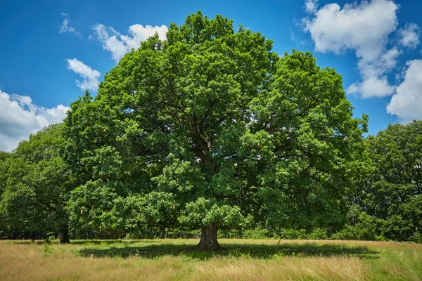 Single oak tree — Stock Photo © Xalanx #3178763