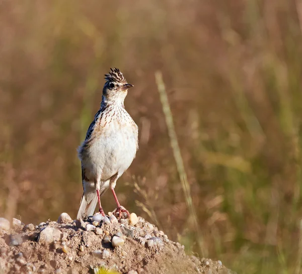 Woodlark Stock Photos, Royalty Free Woodlark Images | Depositphotos
