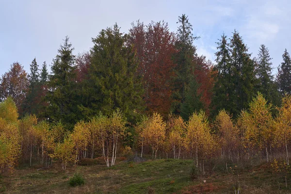 Tree line up Stock Photos, Royalty Free Tree line up Images | Depositphotos