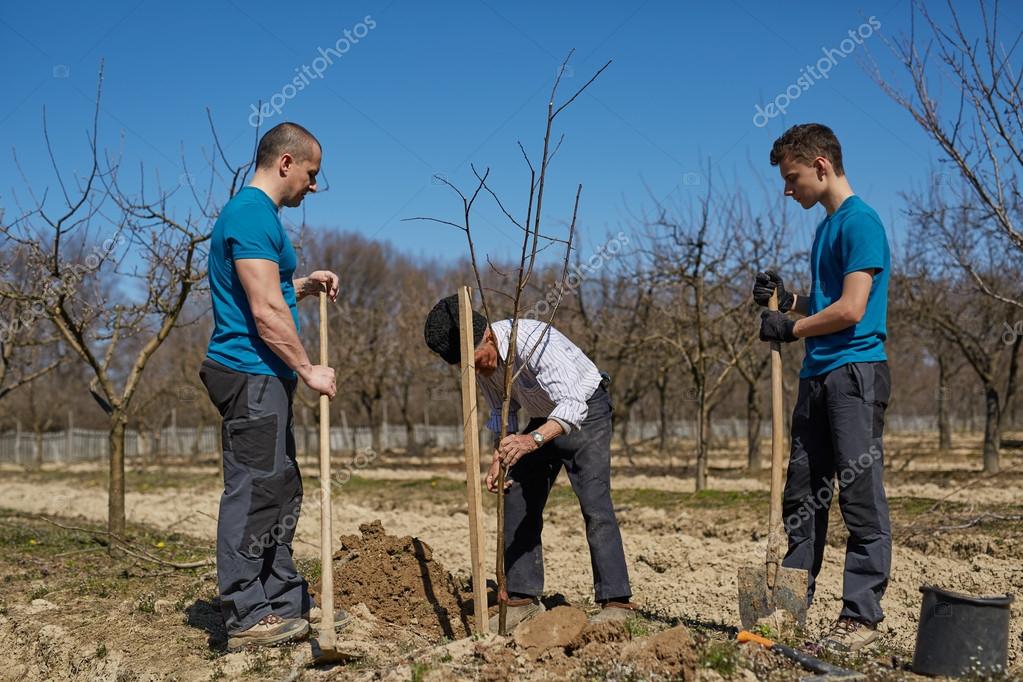 Three generations family planting a tree together — Stock Photo ...