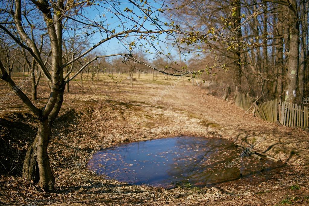 Cherry tree and small lake in a orchard — Stock Photo © Xalanx #71295103