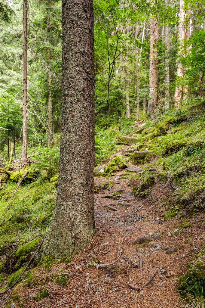 Trail through the forest Stock Photo by ©Xalanx 79205692