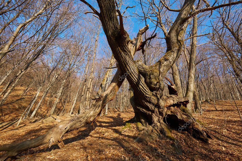Very large oak trees Stock Photo by ©Xalanx 95325256
