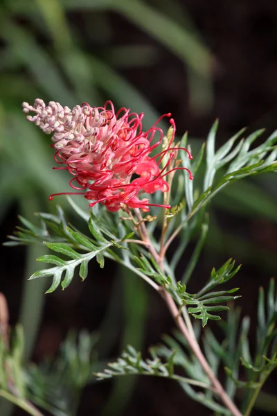 Grevillea Stock Photo by ©jacquimartin 12856447