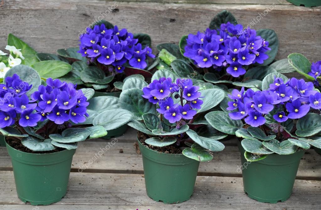 Blue african violets Stock Photo by ©montana 115416992