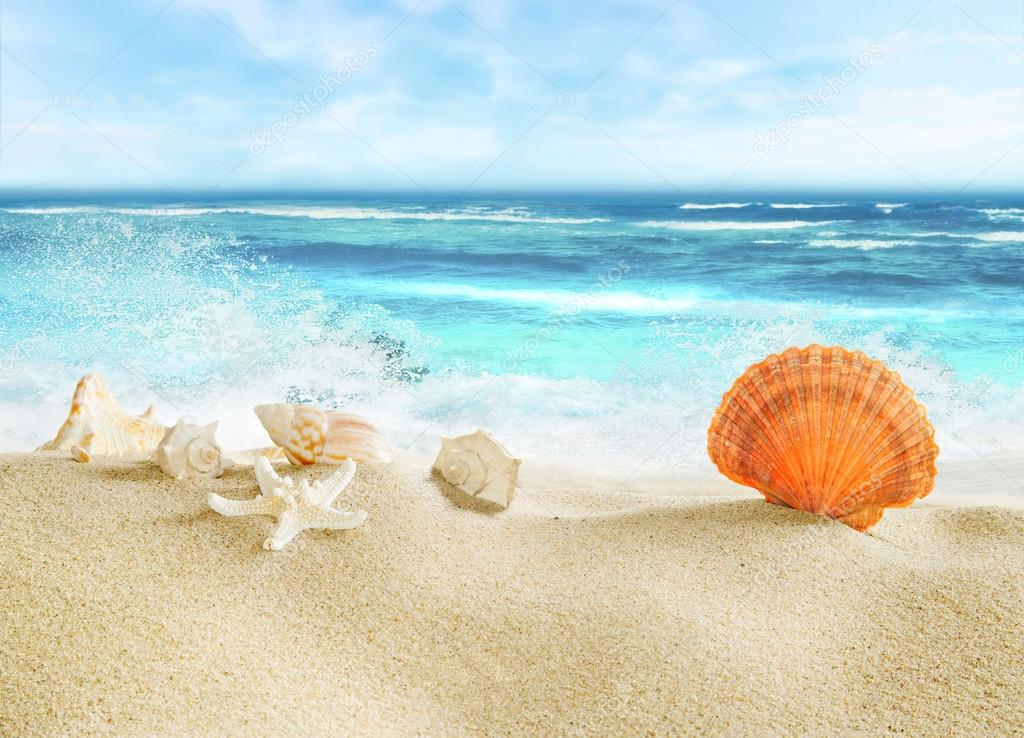Tropical beach with shells. Stock Photo by ©silvae 103725808