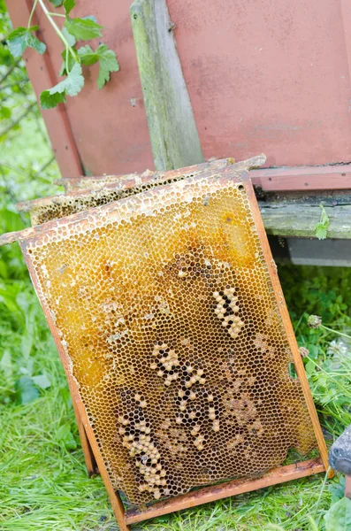 Honey frame - Stock Image - Everypixel