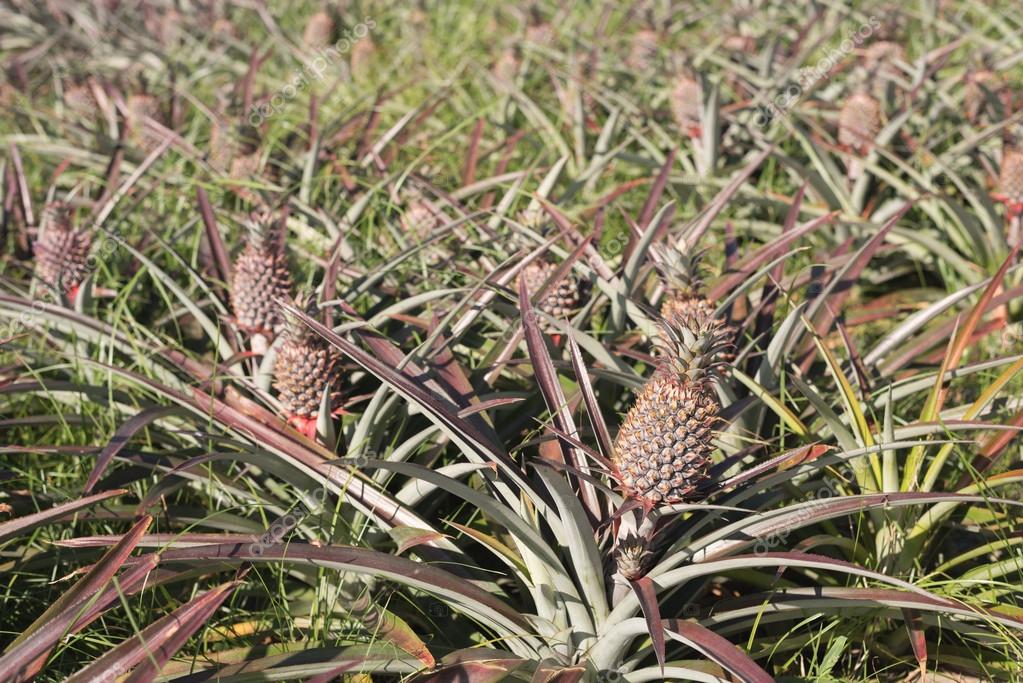 Pineapple farm scenery Stock Photo by ©elwynn 110568738