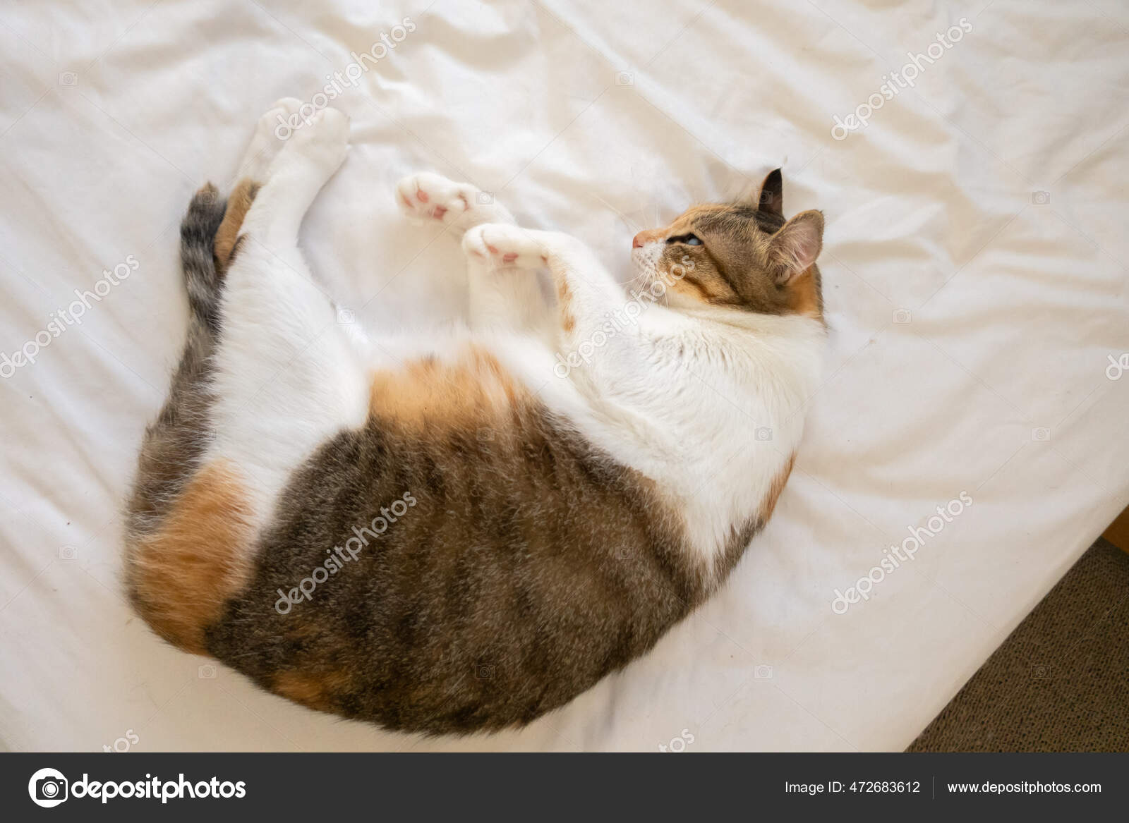 Cute Fat Tortoiseshell Cat Sleep Bed Home — Stock Photo © elwynn #472683612