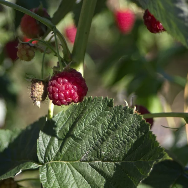 Ripe raspberry hanging from a branch in the garden — Stock Photo ...