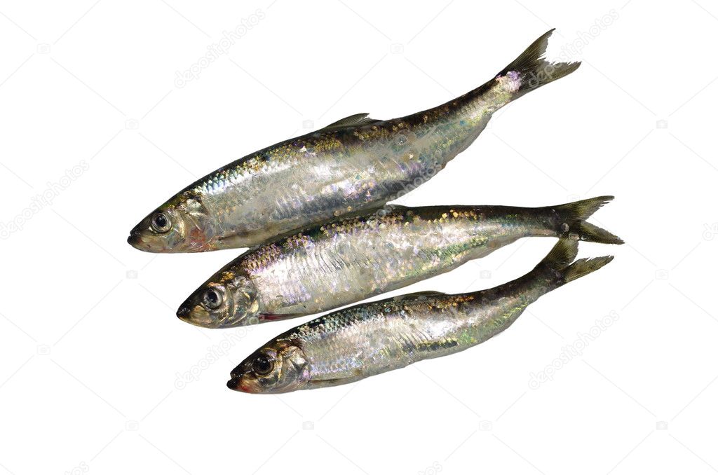 Três arenques frescos — Fotografia de stock © witoldkr1 #106848480