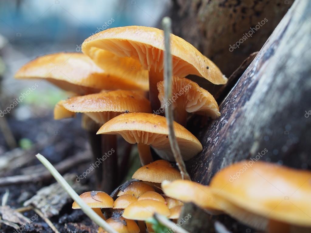 Enoki mushroom Stock Photo by ©witoldkr1 61630123