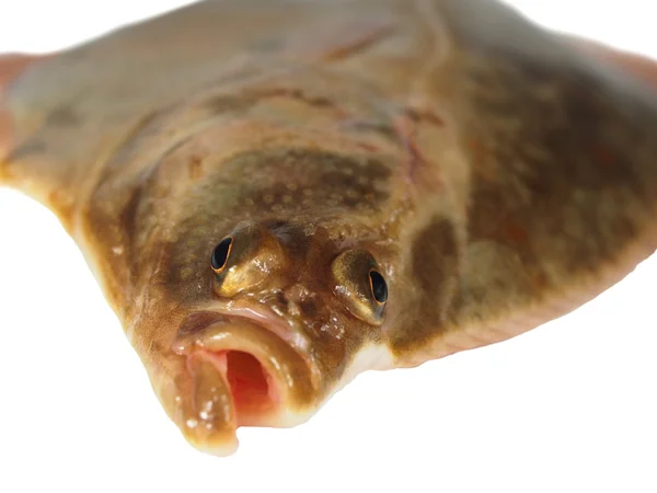 Grande peixe linguado Fotografias de Banco de Imagens, Imagens Livres ...