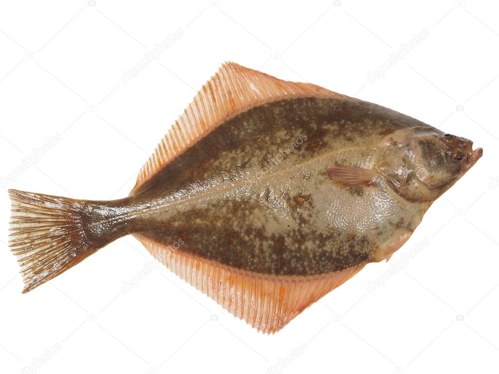 Solha de peixe grande fotos, imagens de © witoldkr1 #74799469