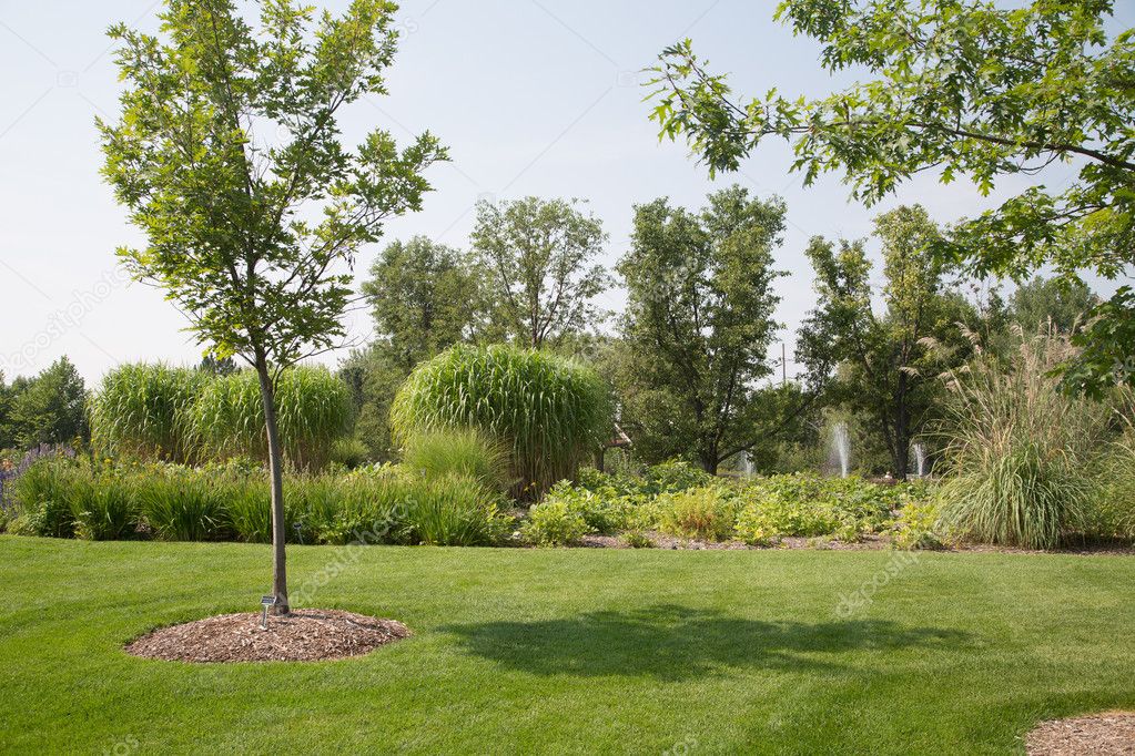 New Young Tree in Formal Garden — Stock Photo © dbvirago #90591530