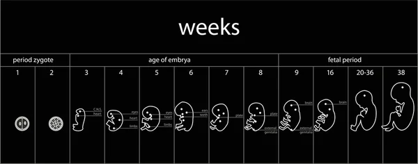 Fetus stages sign Stock Vector Image by ©ngaga35 #116822106