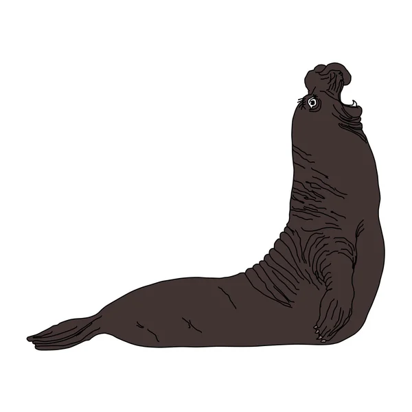 Harbour Seal Vector Illustration Isolated White Background Grey Seal ... Harbour Seal Vector Illustration Isolated White Background Grey Seal ...