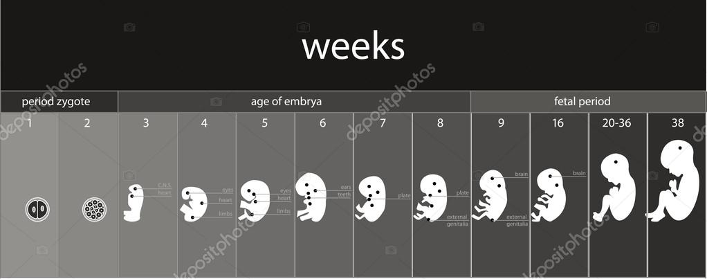 Fetus stages sign Stock Vector by ©ngaga35 116824838