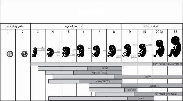 Fetus stages sign Stock Vector Image by ©ngaga35 #116822106