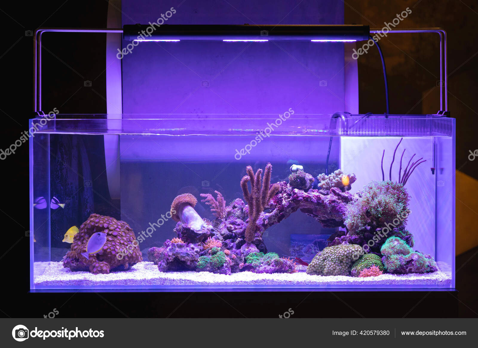 Big Aquarium Coral Reef Fish Tank Stock Photo by ©Baloncici 420579380