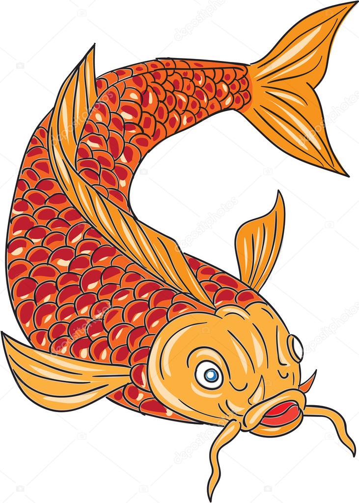 Carp Fish Drawing