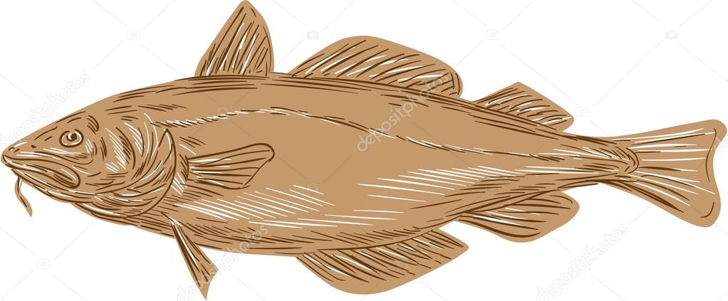 Atlantic Cod Codling Fish Drawing Stock Vector by ©patrimonio 120335668