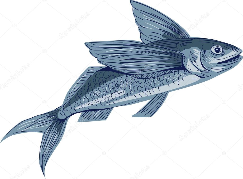 Flying Fish Drawing Stock Vector Image by ©patrimonio #120456376