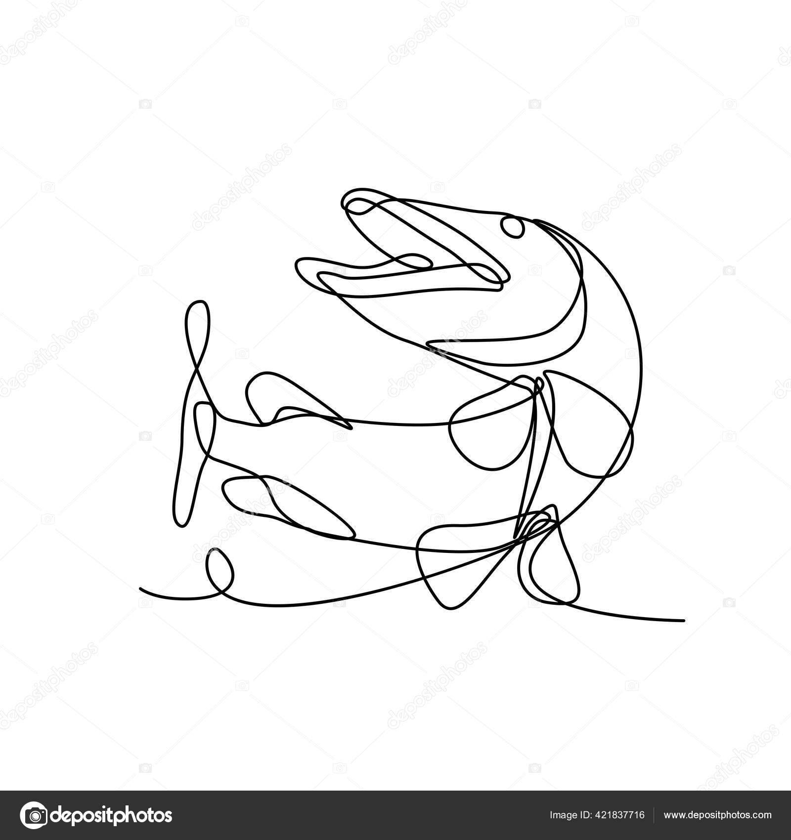 Continuous Line Drawing Illustration Muskellunge Muskie Musky Esox ...