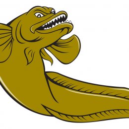 Eels Stock Photos, Royalty Free Eels Images | Depositphotos