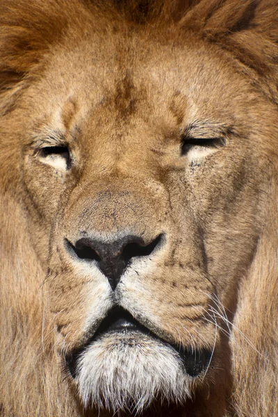 Close lion Stock Photos, Royalty Free Close lion Images | Depositphotos