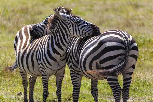 Animals hugging Stock Photos, Royalty Free Animals hugging Images ...