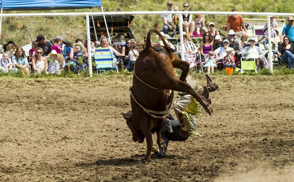 Pictures: rodeos | New Zealand Rodeo - Bull riding – Stock Editorial ...