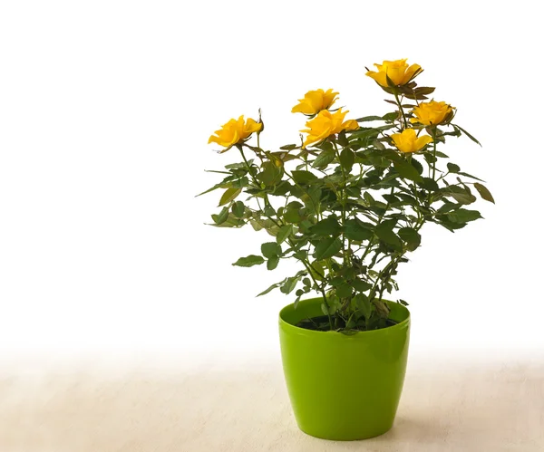 Yellow roses in pot — Stock Photo © olesia #100820800