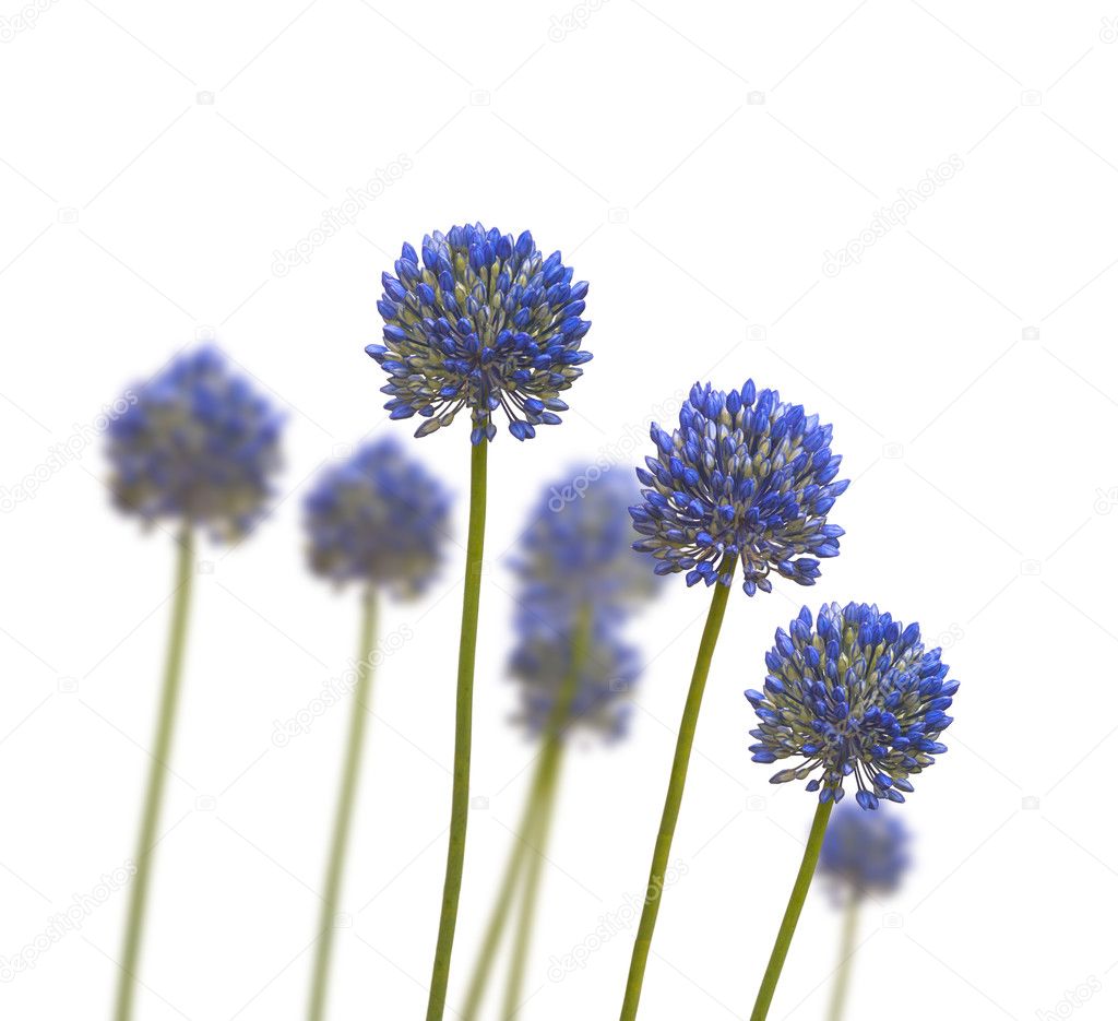 Blue Allium Bouquet